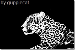 Jaguar cubs – from heat to independence – PoC